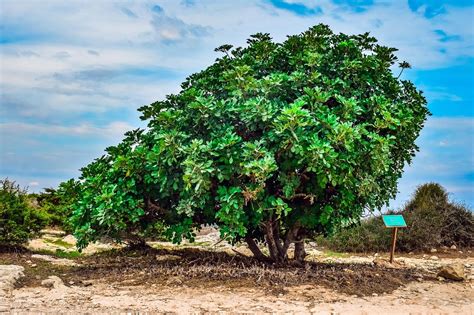 Carob Tree South Africa At Elijah Octoman Blog