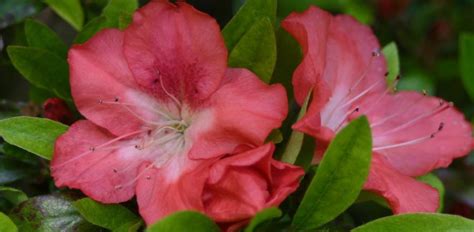Further Azalea Problems Their Control Diagnosis And Control