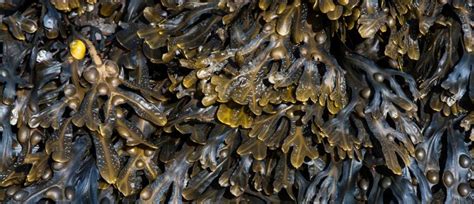 Alicia Wentzel On Linkedin Algaflex Concentrated Liquid Seaweed