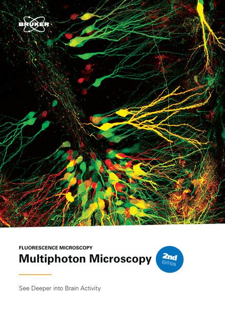 Multiphoton Microscopy White Papers Biophotonics