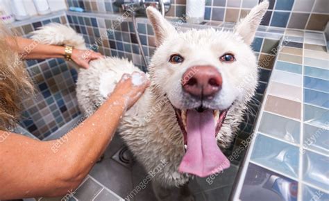 Big White And Wet Akita Inu Dog Bathing In The Bathtub With Funny Face