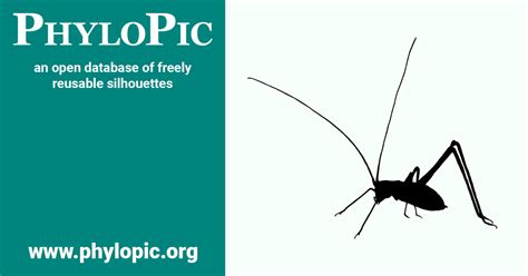 Orthoptera Phylopic