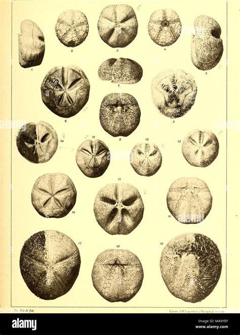 Echinoidea Of The Swedish South Polar Expedition 2—5 7 8 15 8 Amphipneustes Koehleri