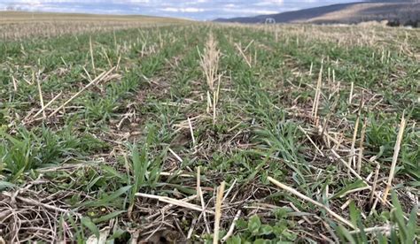 Winter Field Crop And Vegetable Meetings Dairy Business News