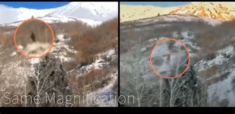 Rmso Bigfoot Sasquatch Captured On Video Near Squaw Peak