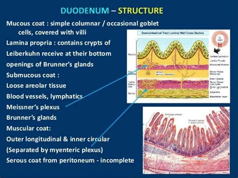 Detailed Anatomical Features Of Duodenumppt