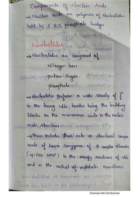 Solution Nucleic Acid Biochemistry Studypool