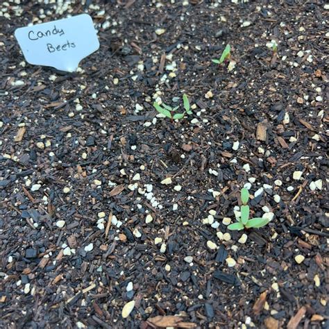 New Candy Stripe Beets Candy Cane Bullseye Beta Vulgaris Be9315c Etsy