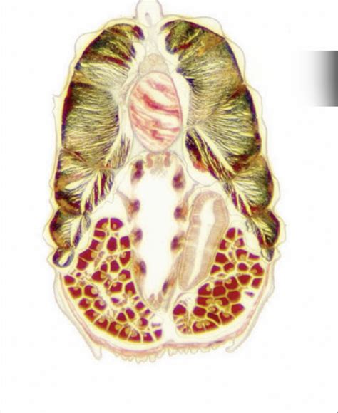 Ammocoetes Diagram Quizlet
