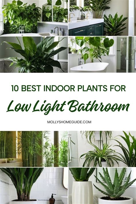 10 Best Indoor Plants For Low Light Bathroom Best Bathroom Plants