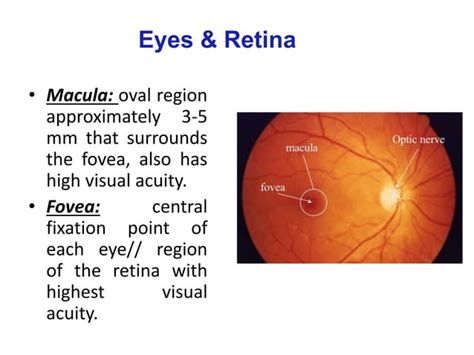Afferent Visual Pathway Pdf