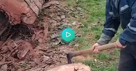 Rápido Y Efectivo Éxitos Tropical Rancheros Mexico Sonido Album On