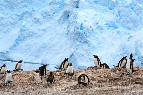 Penguin Couple Gentoo Penguins Pygoscelis Papua Mating On Cliffs
