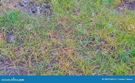 The Grass Started To Wilt And Dry Because It Was Sprayed With Grass Poison Stock Image Image