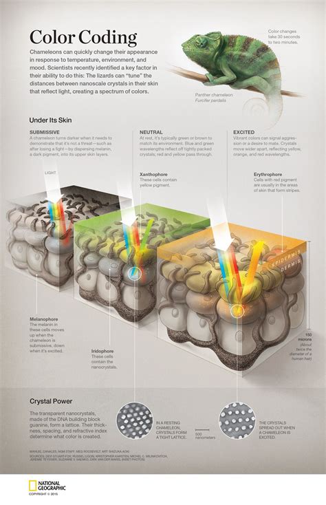 Best 12 “geologic Time Scale Evolution Of Life” Poster For Sale By