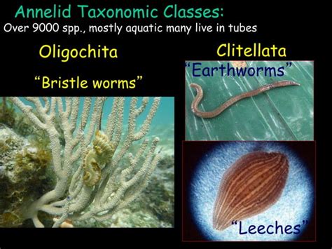 Oligocheta Ali Plant Botany And Biodiversitypptx