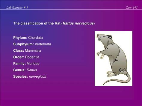 Ppt Lab Exercise 9 Powerpoint Presentation Free Download Id2269652