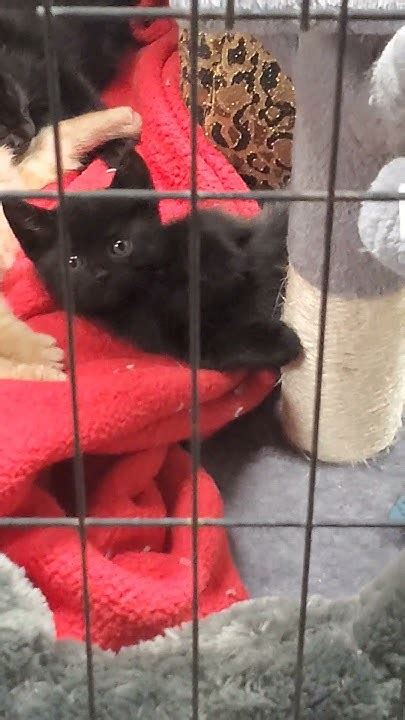 Crazy Kittens Youtube