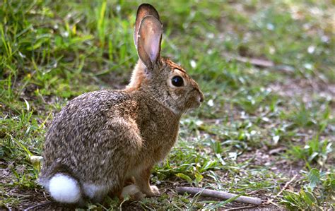 North American Cottontail Rabbit Yzfte