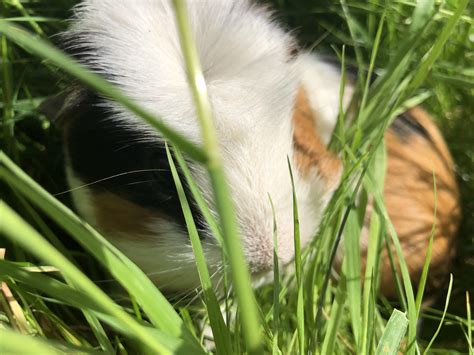 Rubble In The Grass Rguineapigs