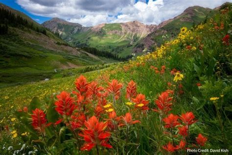 Crested Butte Wildflower Festival Travel Crested Butte