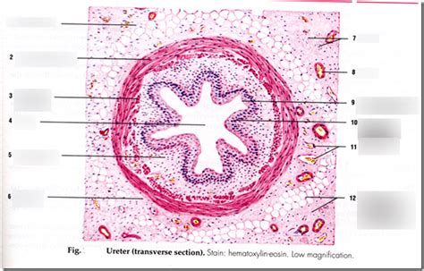 Urethra Histology Ureter Histology Diagram Quizlet