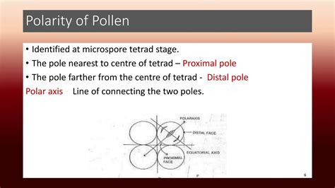 Pollen Morphology Exine Sculpturing Pollen Kittnpc And