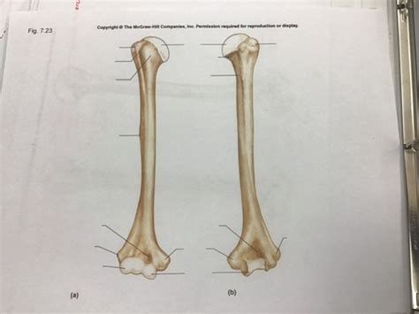 Humerus Bone Labeled