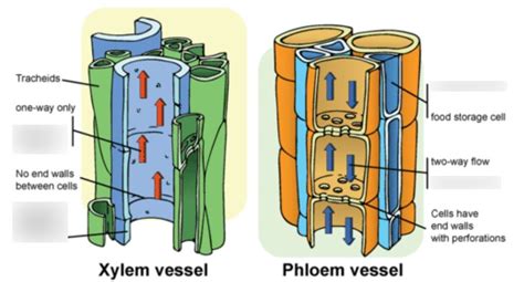 Xylem Vessel Diagram