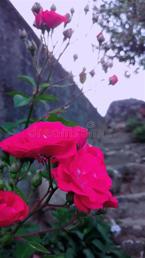 Tea State At Liptonand X27s Seet In Haputhale In Sri Lnka Stock Image Image Of State Lnka