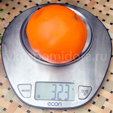 Купить семена томата сорт Гном Гордость побережья оранжевый (Orange ...