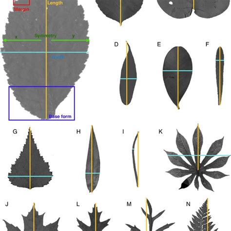 Pdf Leaf Size Estimation Based On Leaf Length Width And Shape