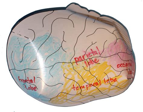 Brain Hat Template