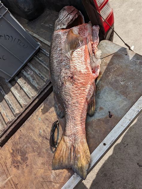 5 Snapper Free Images