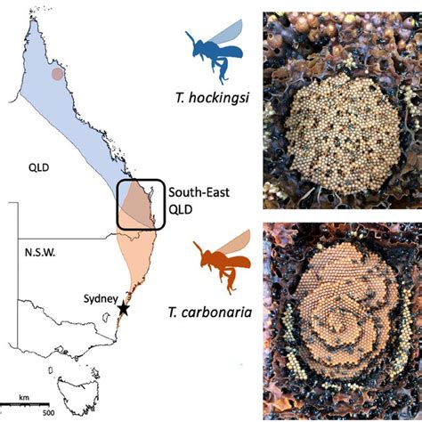 Possible Outcomes Of Reproductive Interactions Between Stingless Bee