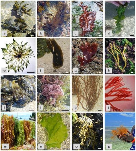 Pioneering Role Of Marine Macroalgae In Cosmeceuticals