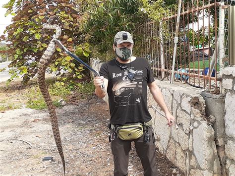 עונת הנחשים איך מזהים ומה עושים כאשר נחש מכיש את הכלב שלכם Be106 חדשות בת ים