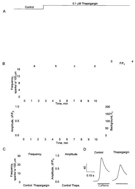 The Effects Of Thapsigargin On Ca 2 Sparks And Sr Ca 2 Load A