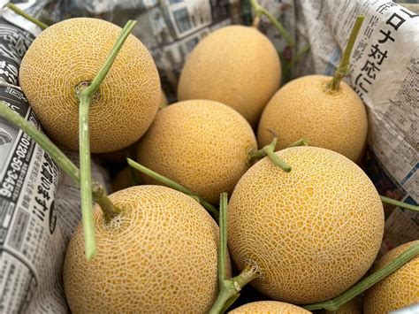 Hami Ecofarms Pioneering Premium Japanese Melons In Malaysia Ipoh Echo