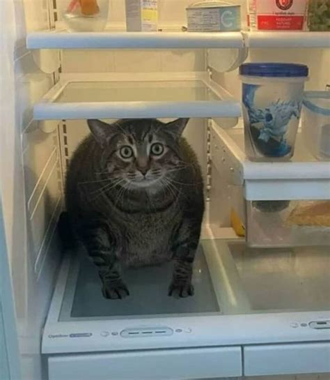 50 Hands Down Funniest Pics Of Cats From The ‘cat Virusexe Instagram