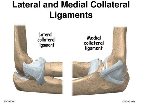 Ppt Elbow Anatomy Powerpoint Presentation Free Download Id6255483