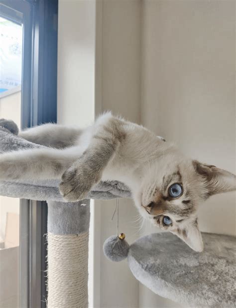 Miya My 7 Month Old Recued Lynxpoint 🥰 R Lynxpointsiamese