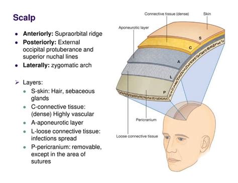 scalp_1.pdf