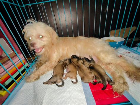 Superlate Upload Mama Hersheys Wonder Pets Gumaca Ph Facebook