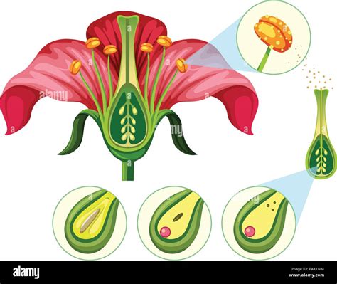 Flower Organs And Reproduction Parts Illustration Stock Vector Image