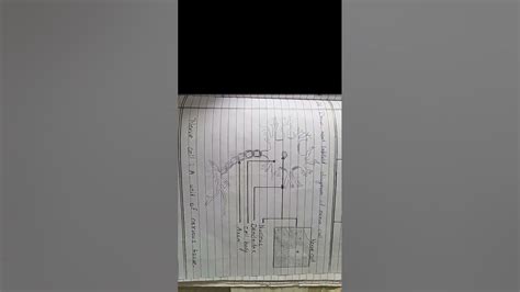 Science Nerve Cell Digram Youtube