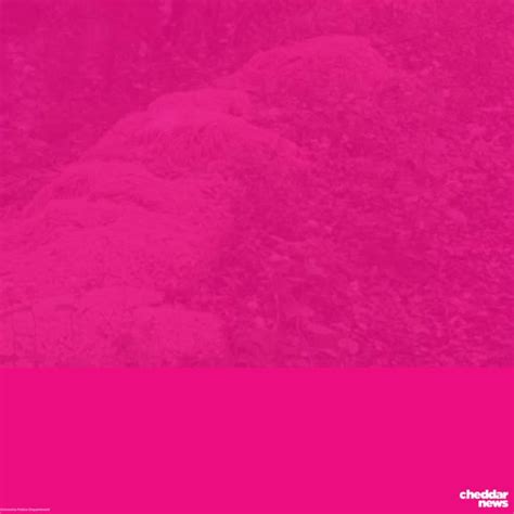 Raqeeb Ivey On Linkedin At Least 300 Pounds Of Cooked Pasta Dumped In Nj Woods