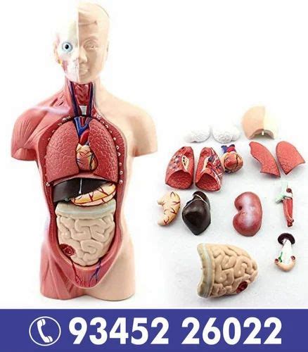 Human Antomical Models Training Simulator Icd Manikin Manufacturer