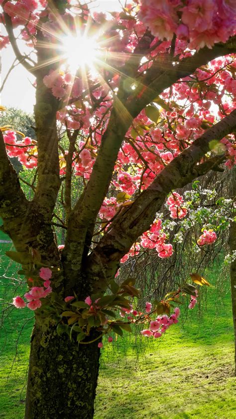 100 Spring Sunshine Wallpapers