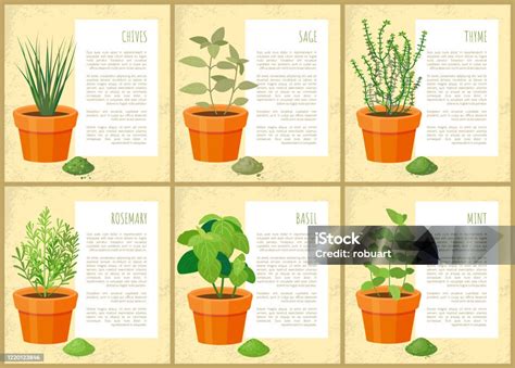 Edible Indoor Plants Used As Seasoning For Salads Stock Illustration